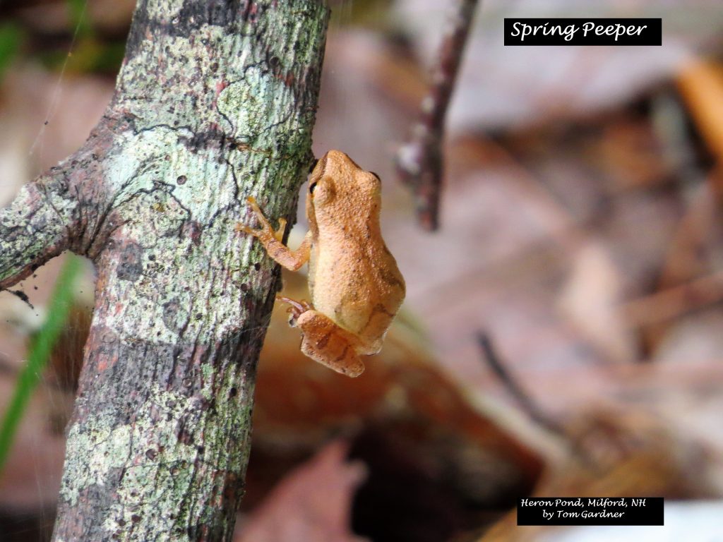 Spring Peeper — New Hampshire Animal Rights League